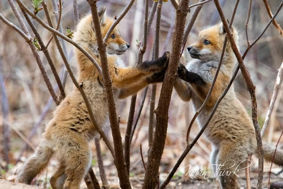 Red Fox kits-playing patty cake - Europe | Kevin Thurk Photography