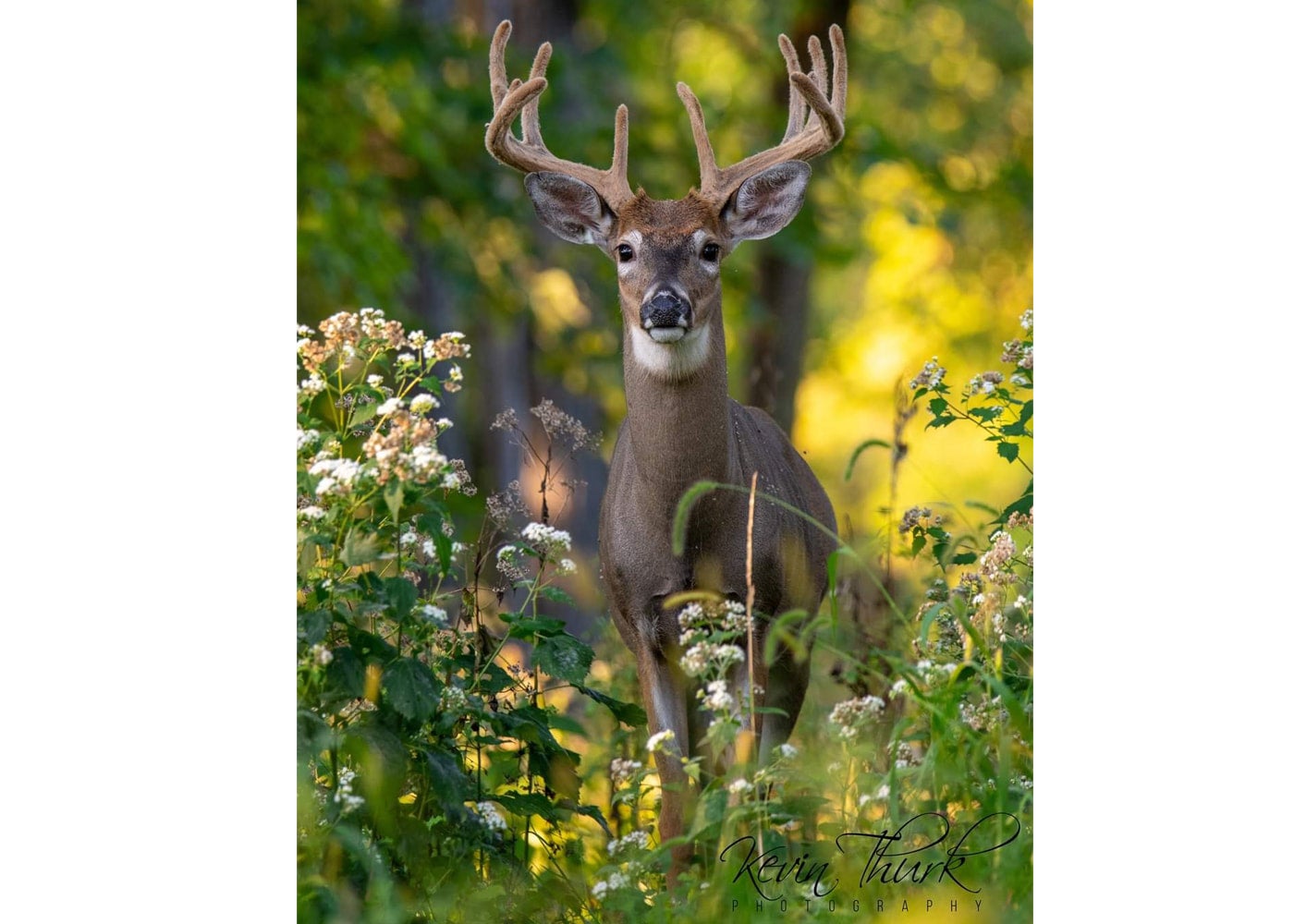Velvet Buck | Kevin Thurk Photography