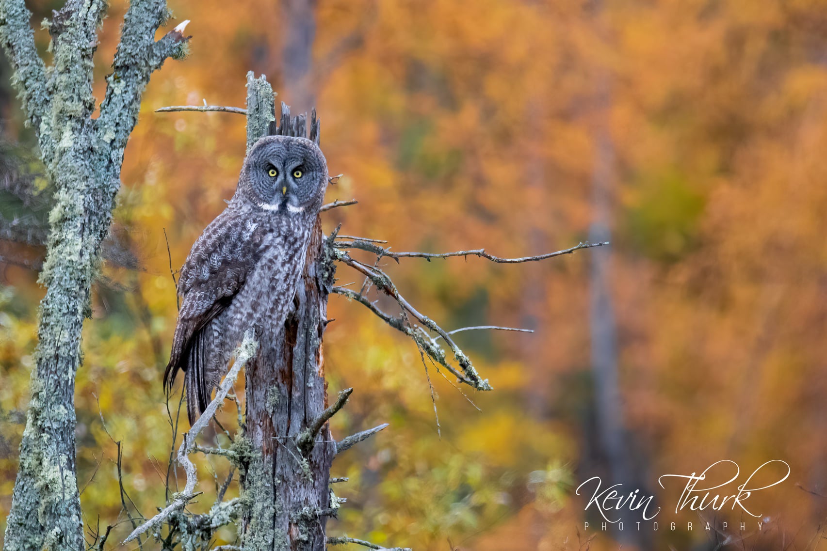 Great Grey Owl -4 | Kevin Thurk Photography