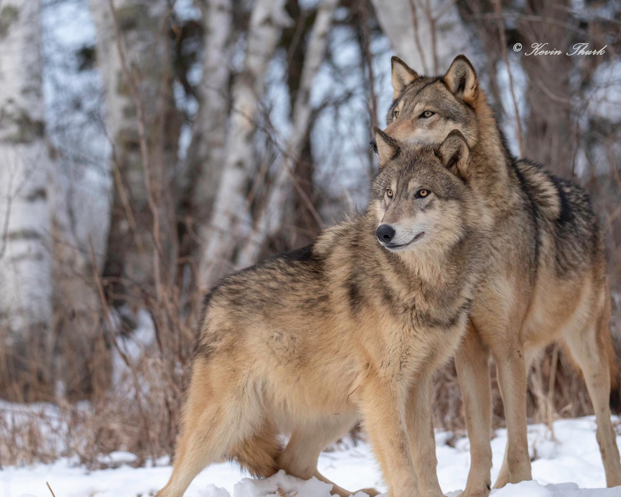 Pair of Wolves | Kevin Thurk Photography