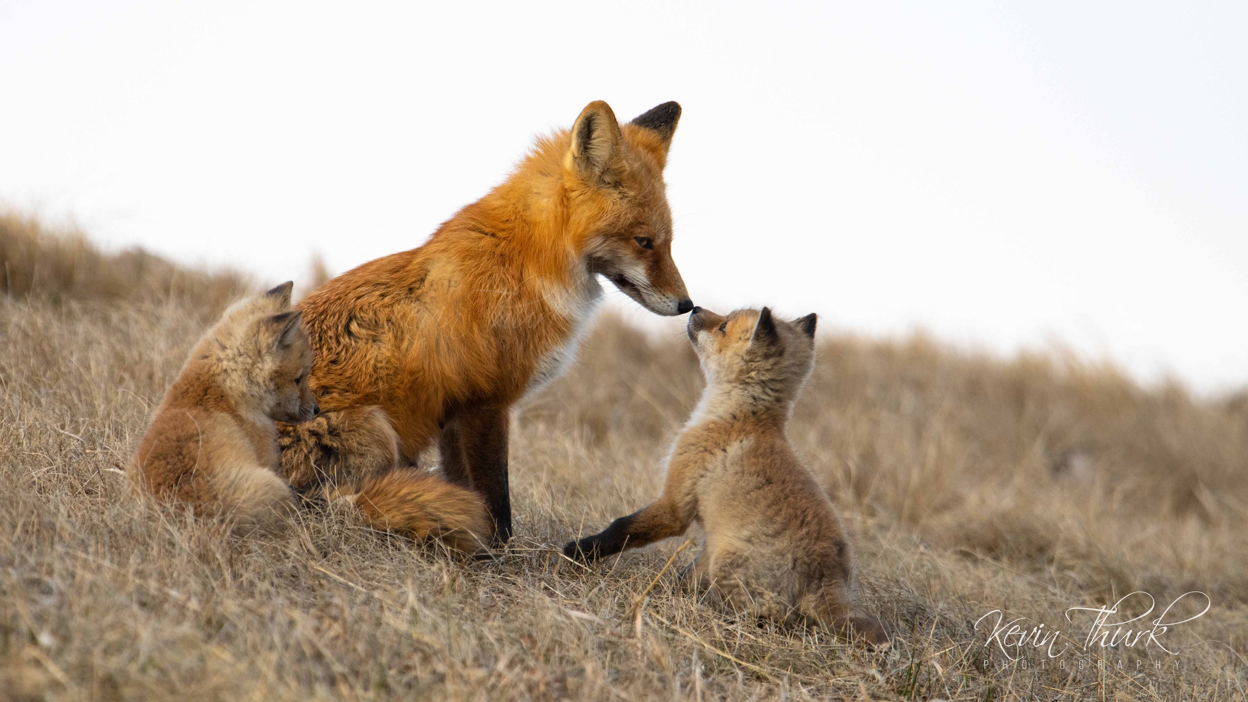 Red Fox nose kisses | Kevin Thurk Photography