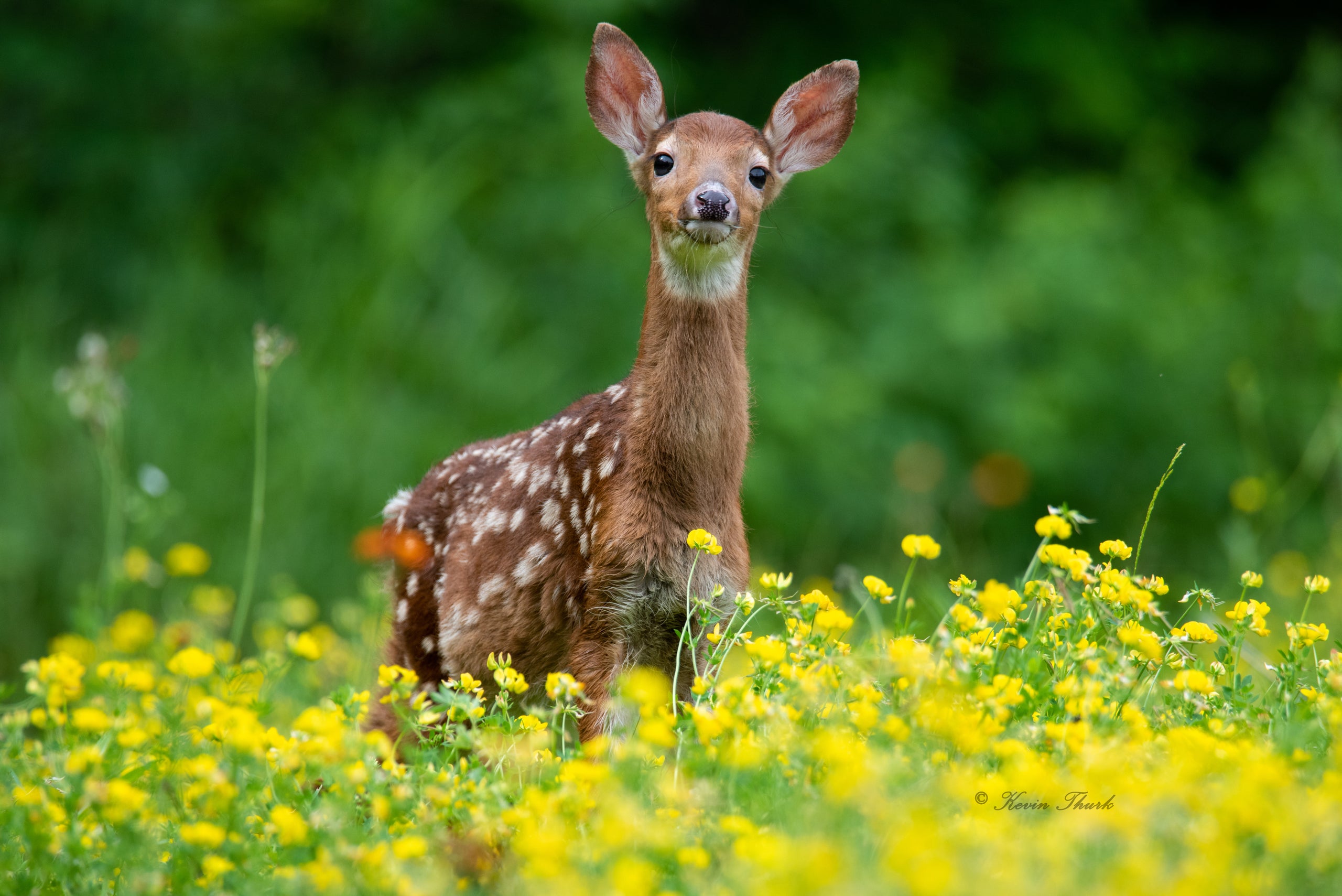 Fawn in flowers | Kevin Thurk Photography
