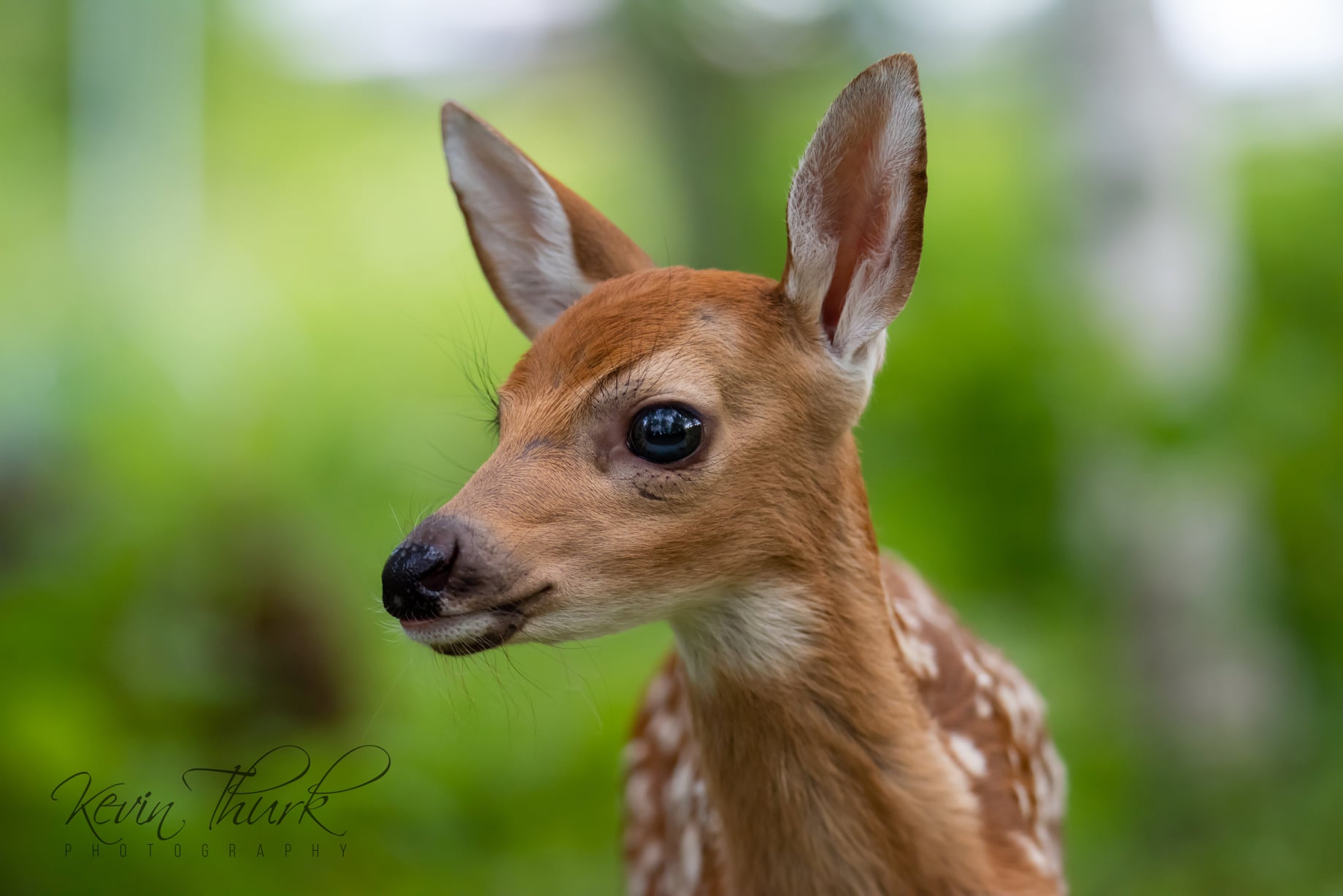 Fawn portrait | Kevin Thurk Photography