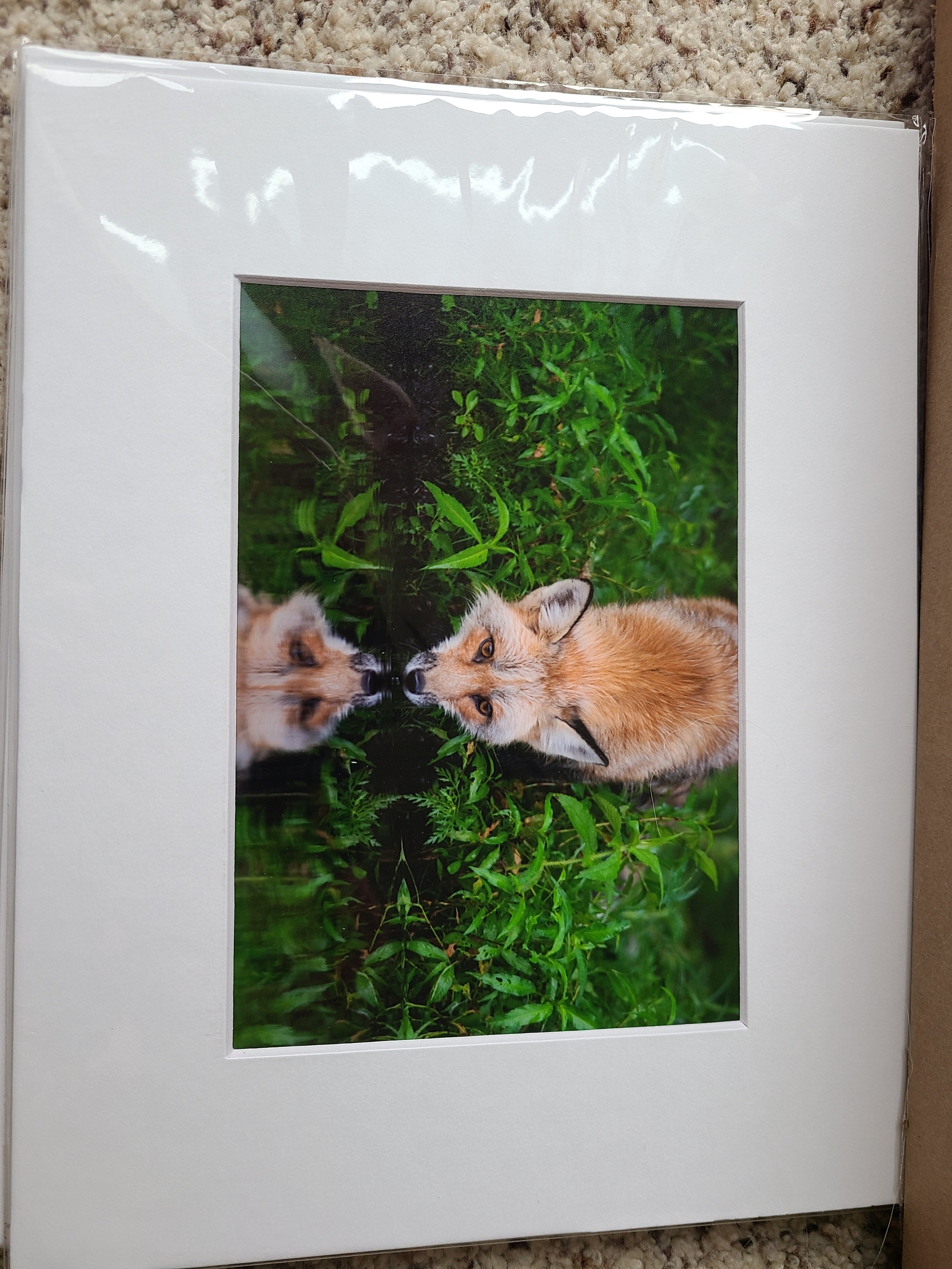 Clearance 5x7 Photo - red fox reflection | Kevin Thurk Photography