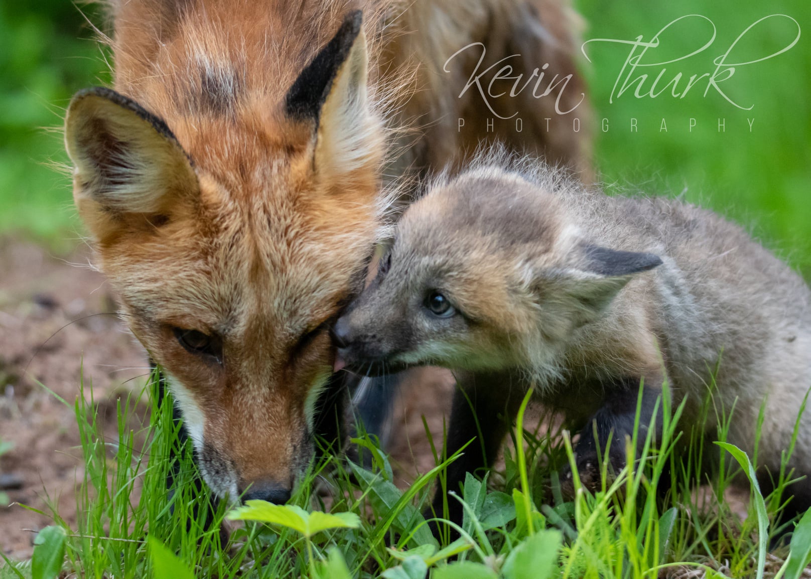 Red Fox kit-26 - Europe | Kevin Thurk Photography