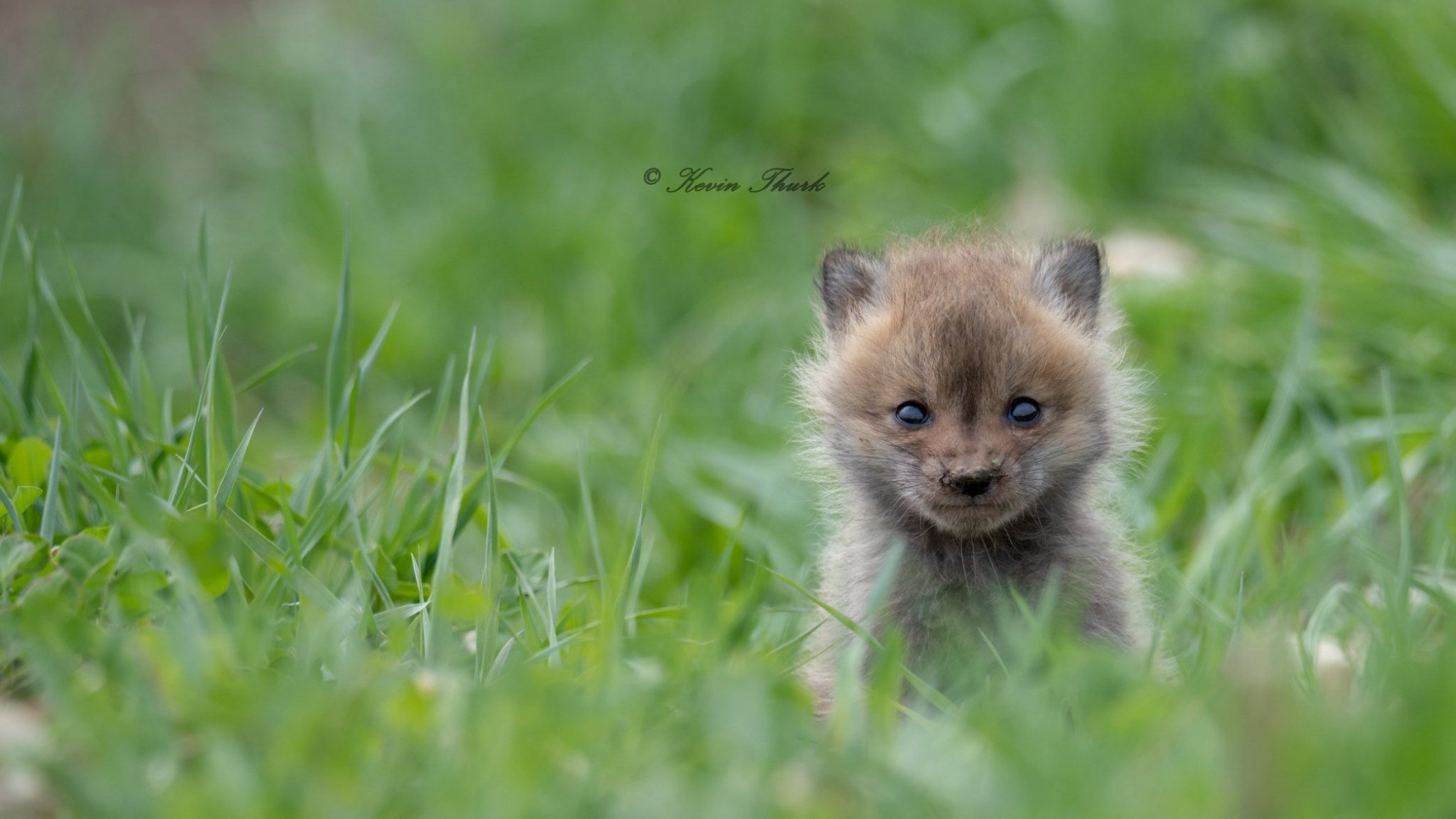 4 week old Fox kit - Europe | Kevin Thurk Photography