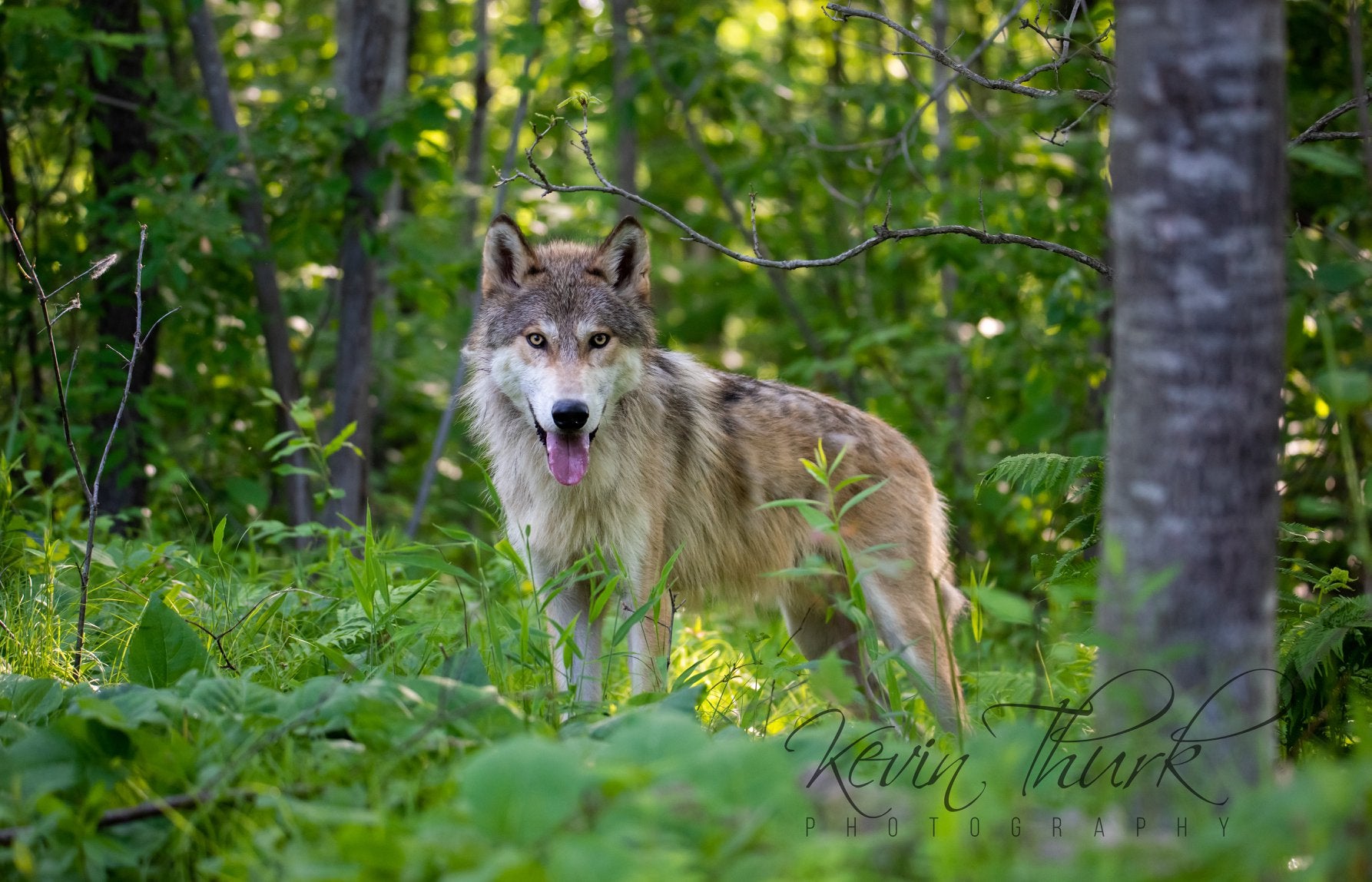 Wolf -10 - clearance | Kevin Thurk Photography