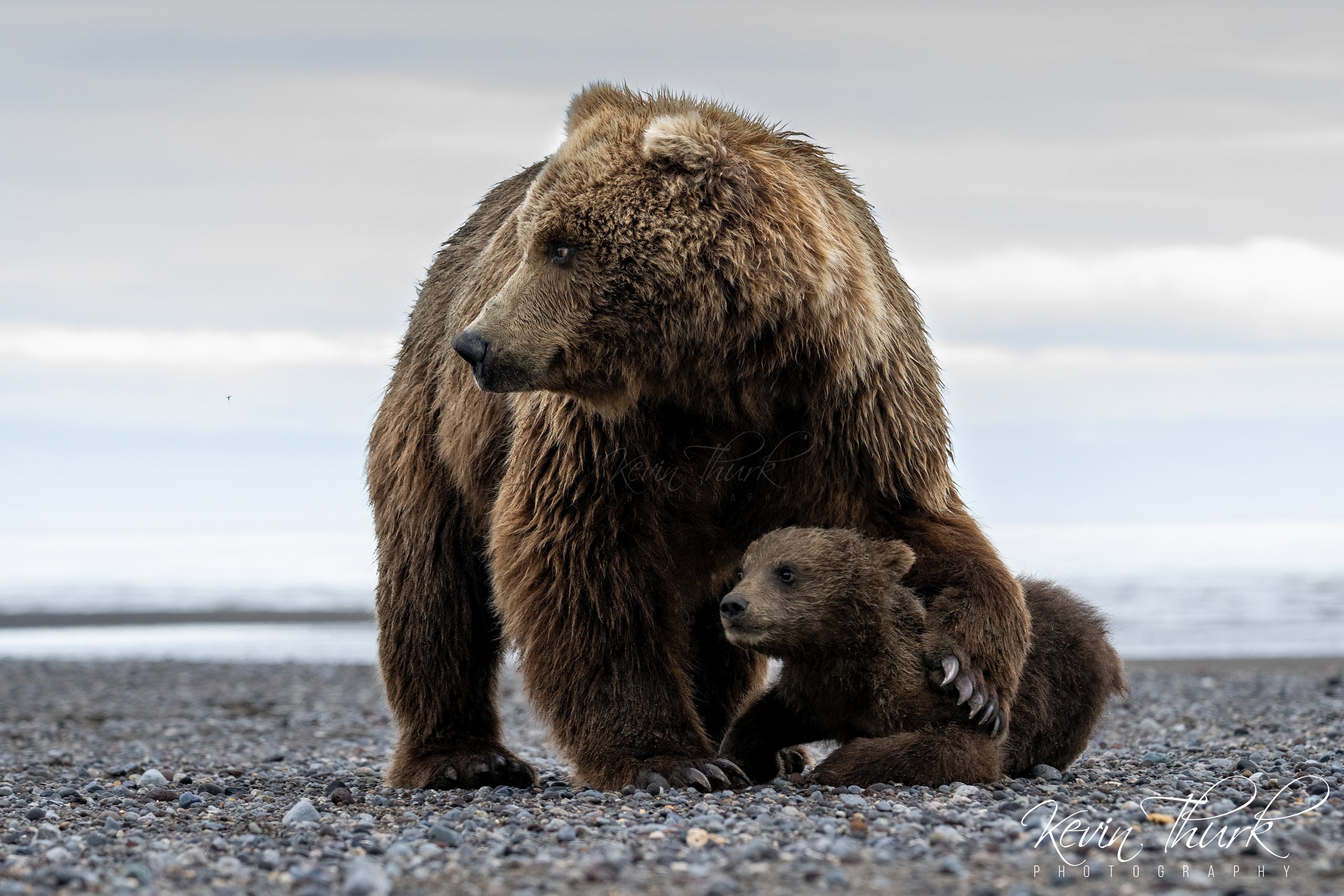Brown Bear protecting her cub print | Kevin Thurk Photography
