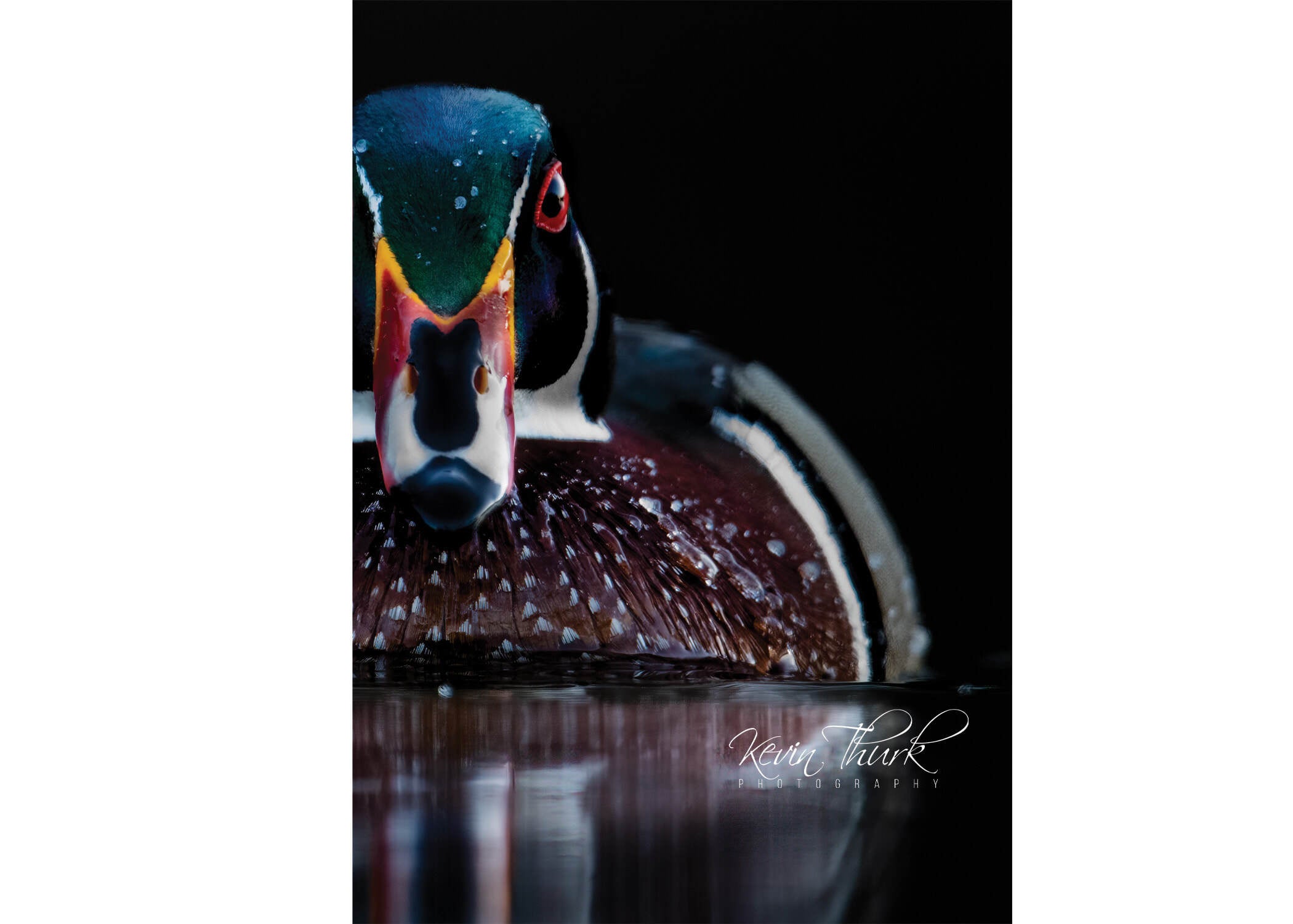 Wood Duck Drake coming from the shadows - vertical | Kevin Thurk ...