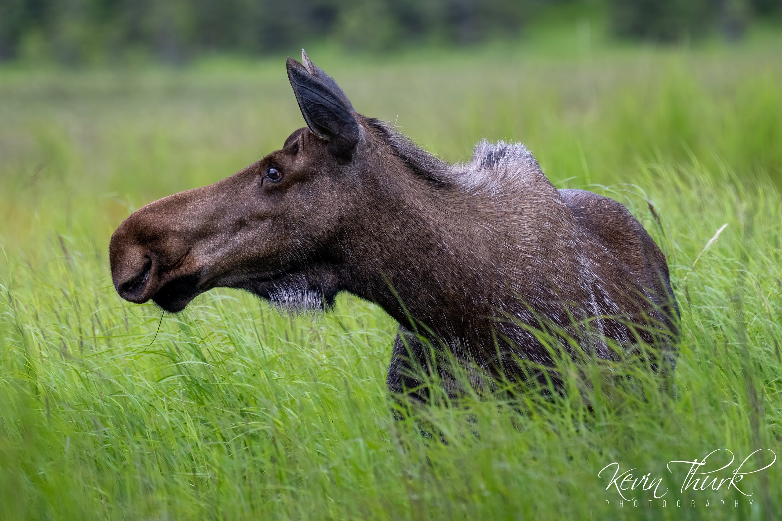 Cow Moose | Kevin Thurk Photography